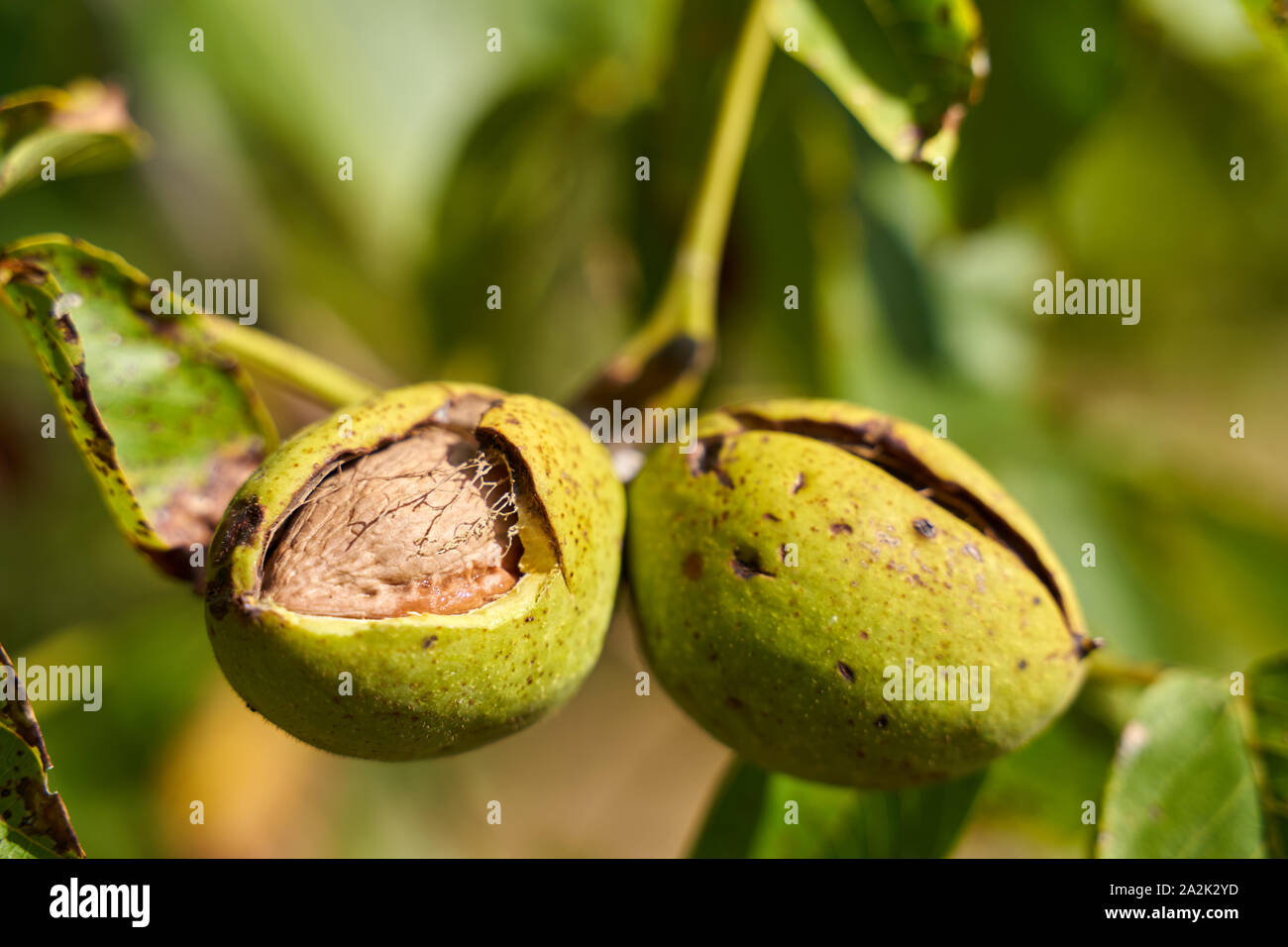 Ripen walnuts with cracked shell ready for harvest Stock Photo - Alamy