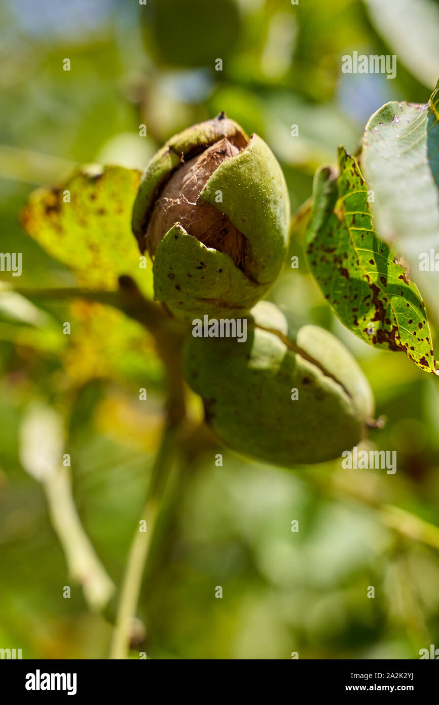 Ripen walnuts hi-res stock photography and images - Alamy
