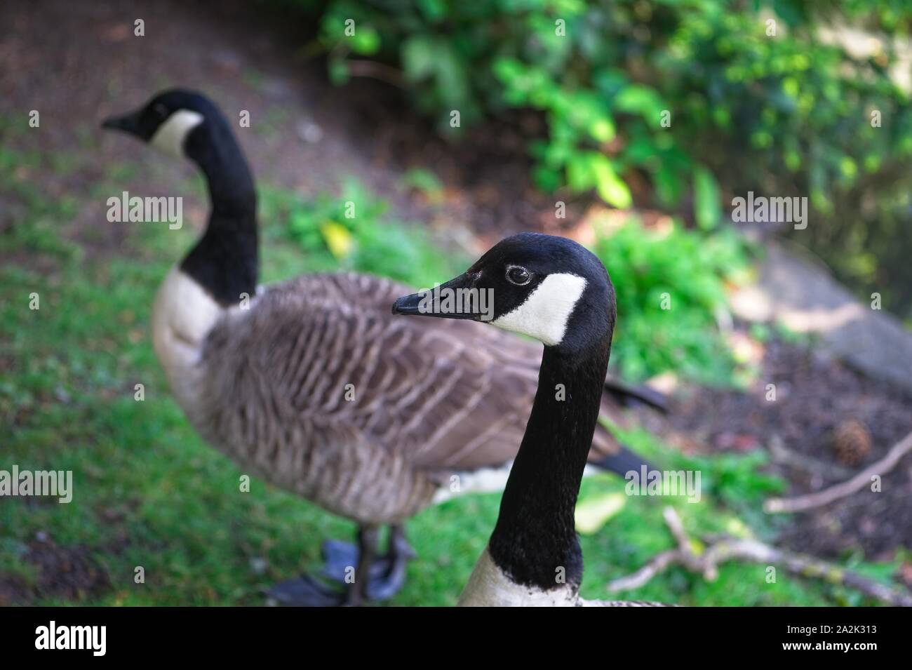 Close-up headshot of Canada Goose, a large wild goose with a black head ...