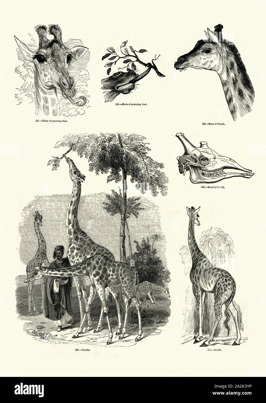 Vintage engraving of a Giraffe (Giraffa) is a genus of African even ...