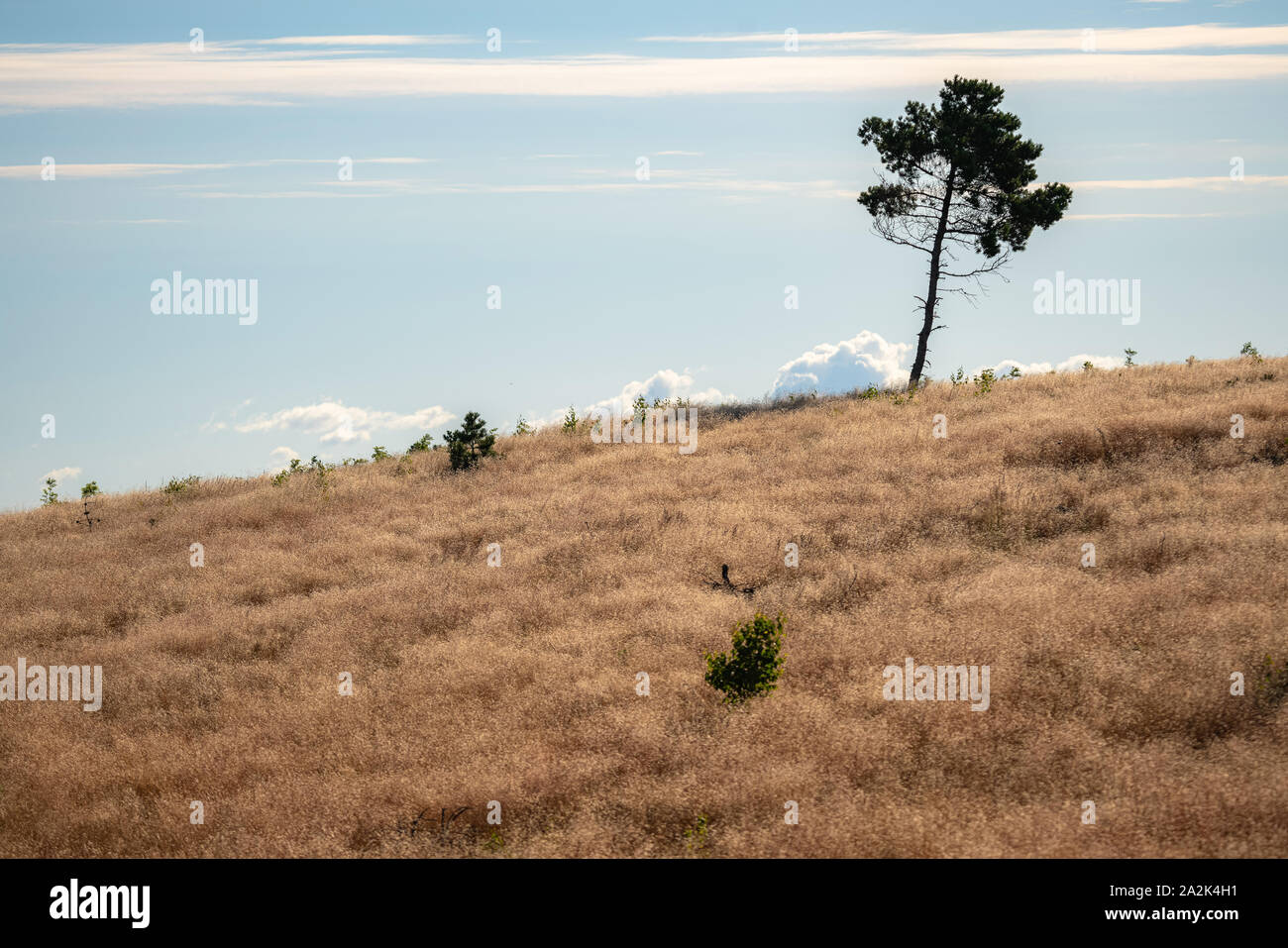 Single tree on top of a hill hi-res stock photography and images - Alamy