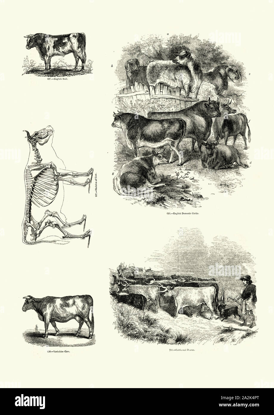 Vintage engraving of Domestic cattle, 19th Century engraving. Pictorial ...