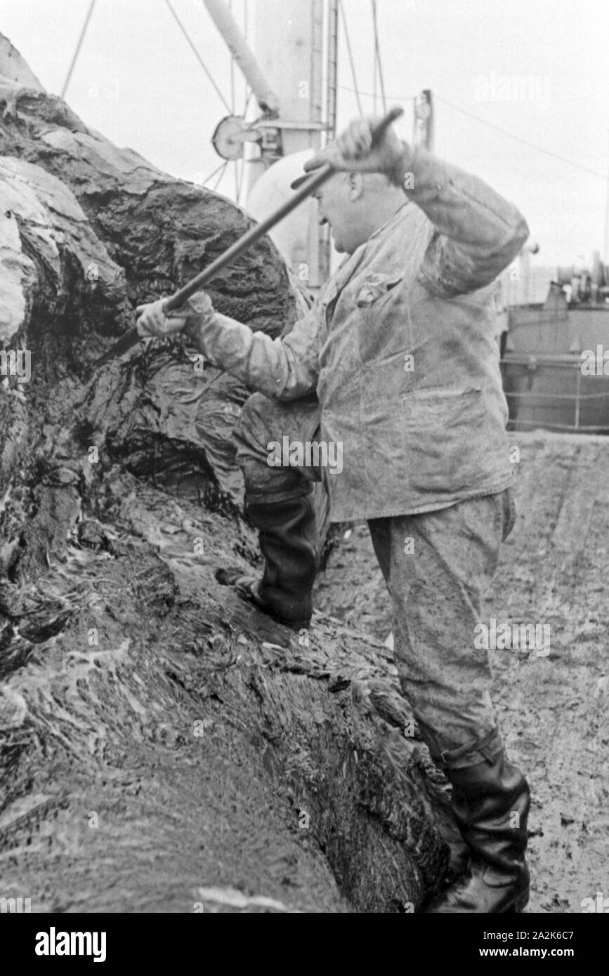 Die Männer des Fabrikschiffs "Jan Wellem" beim Abflensen eines ...