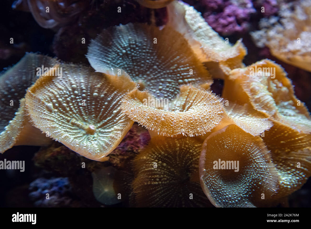 Underwater shot of yellow mushroom coral (Fungiidae) colony on the reef ...