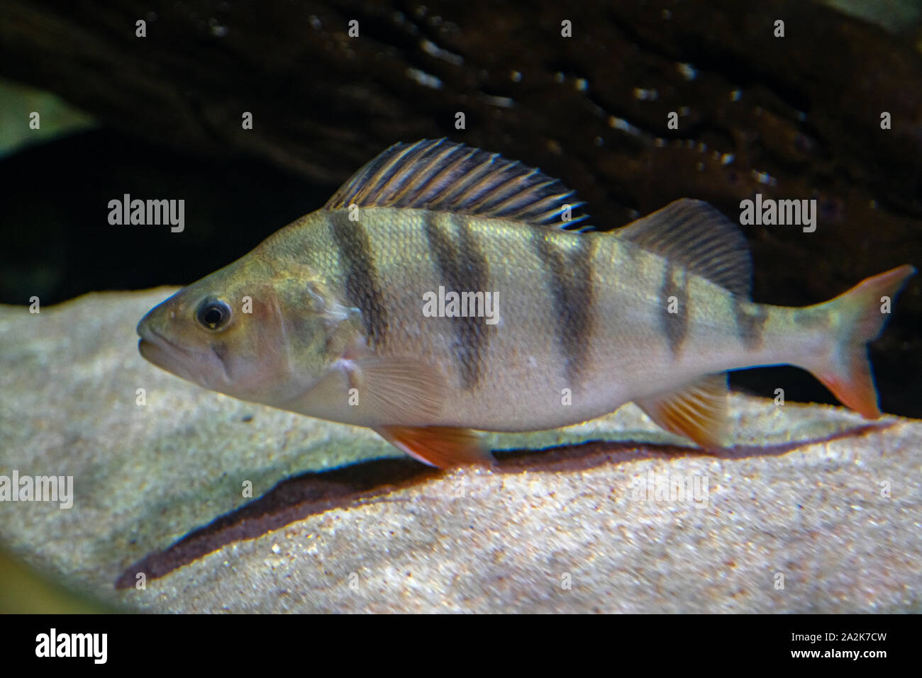 European perch redfin perch english hi-res stock photography and images ...