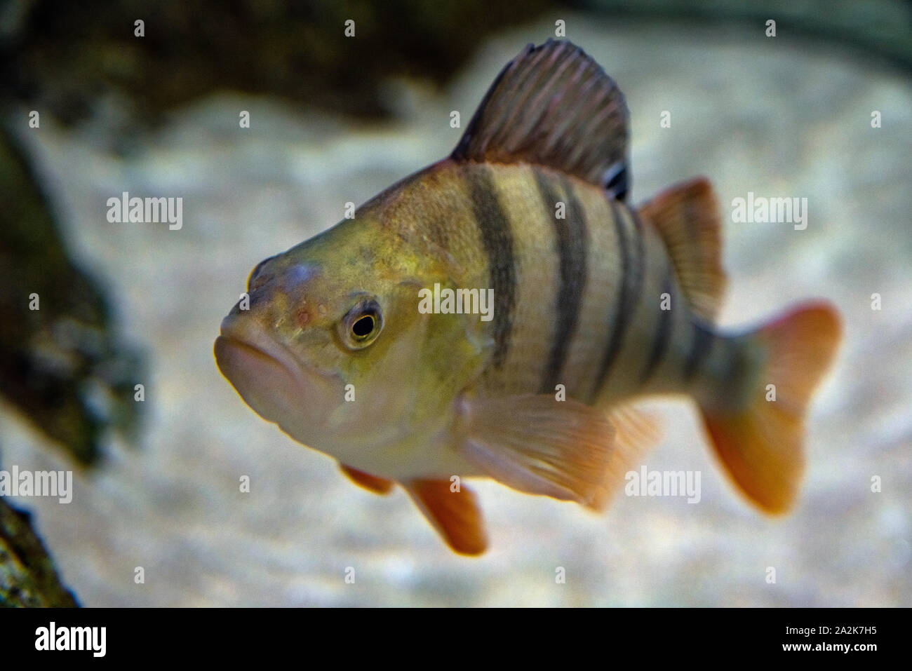 European perch - Perca fluviatilis. Underwater shot of mature perch ...