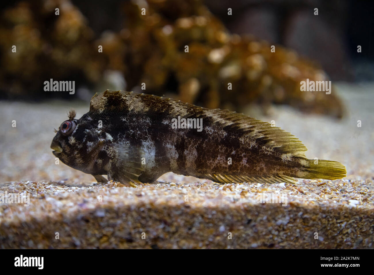 Shanny hi-res stock photography and images - Alamy