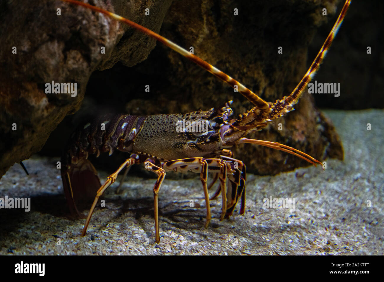 Palinurus vulgaris hi-res stock photography and images - Alamy
