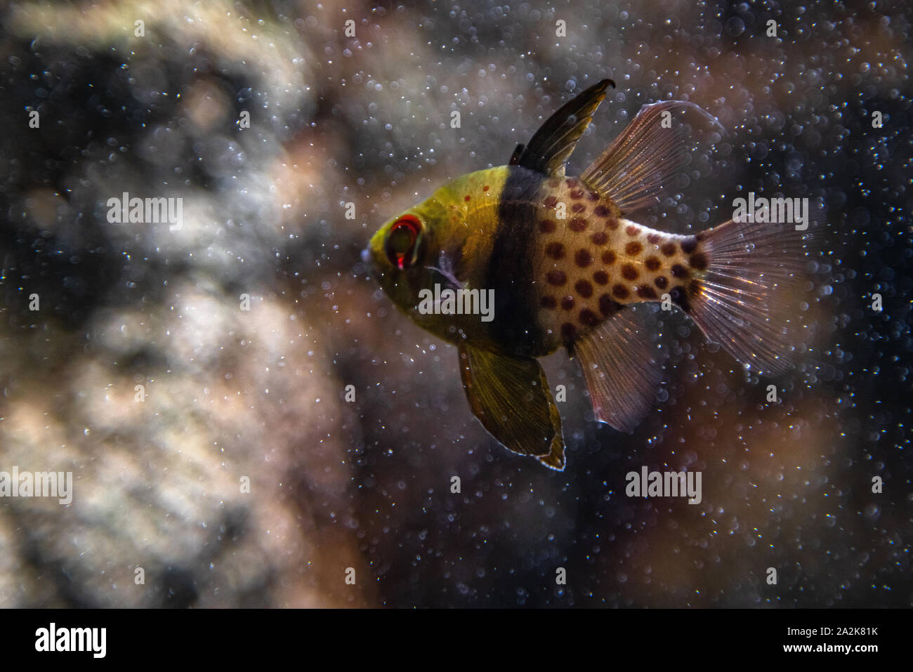 Cardinalfish - Apogonidae - Pterapogon kauderni. Small tropical ...