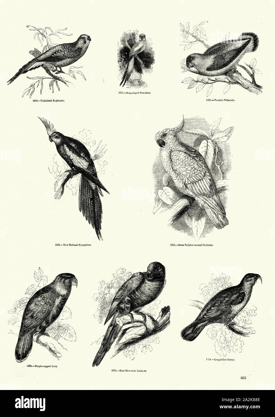 Tropical birds, Undulated Euphemia, Rose-ringed parakeet, Abyssinian ...