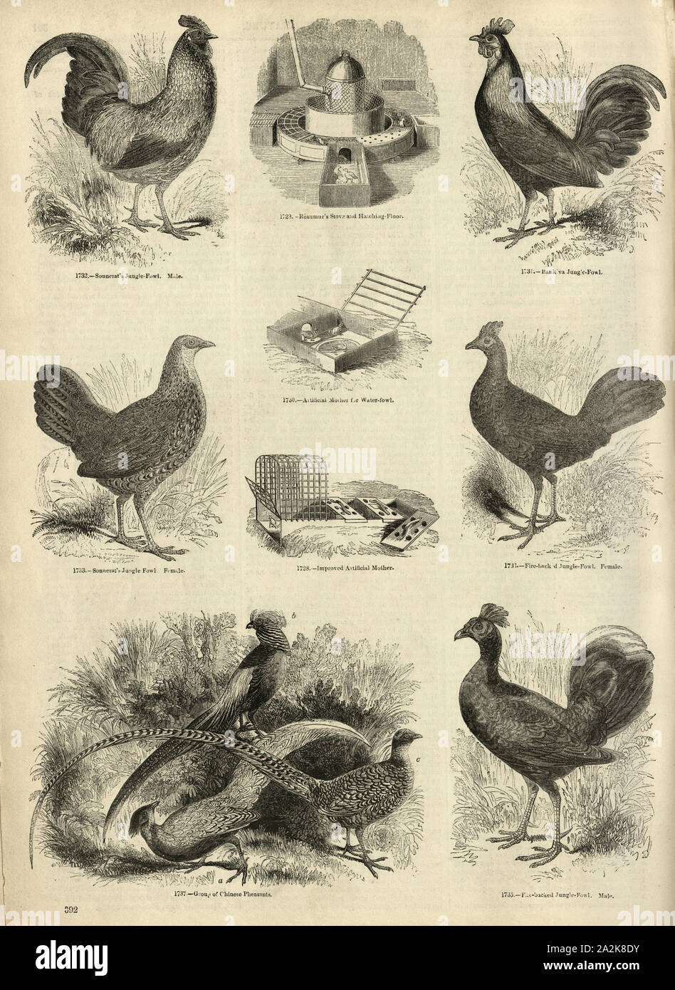 Chinese pheasant, Fireback junglefowl, Sonnerat's jungle fowl ...