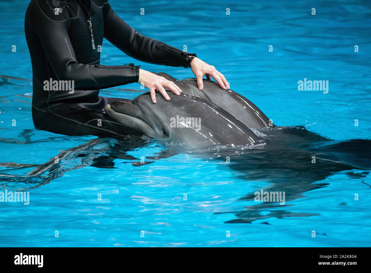 Male coach with two dolphins in an indoor oceanarium. Man touching and ...