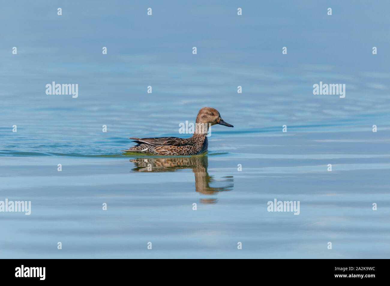 Female teal plumage hi-res stock photography and images - Alamy