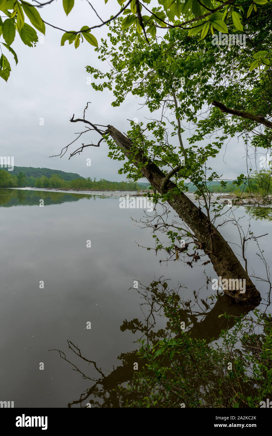 Tree sticking out of the water at edge of river with reflection and ...