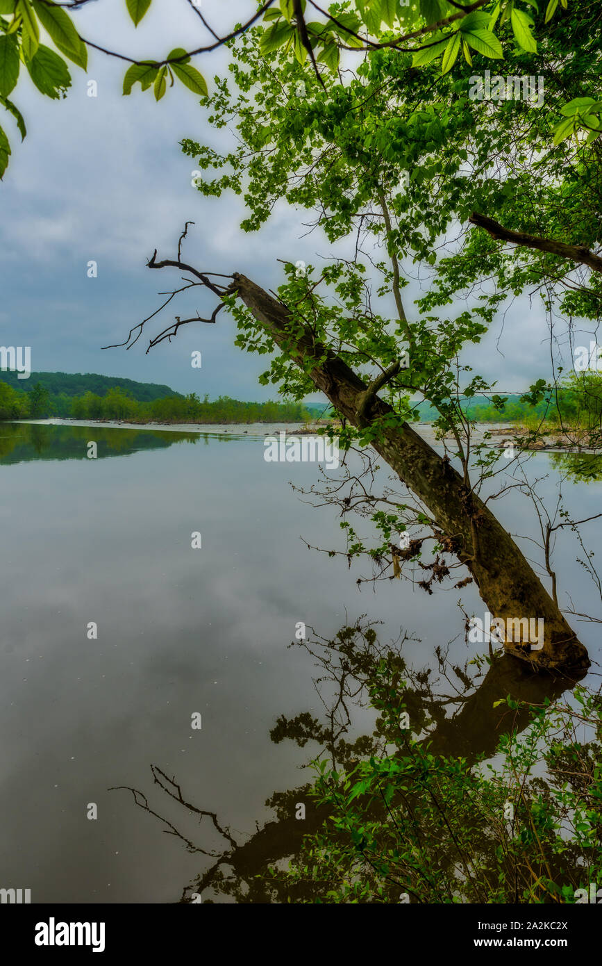 Dead tree sticking out of the calm waters in river at Great Falls ...