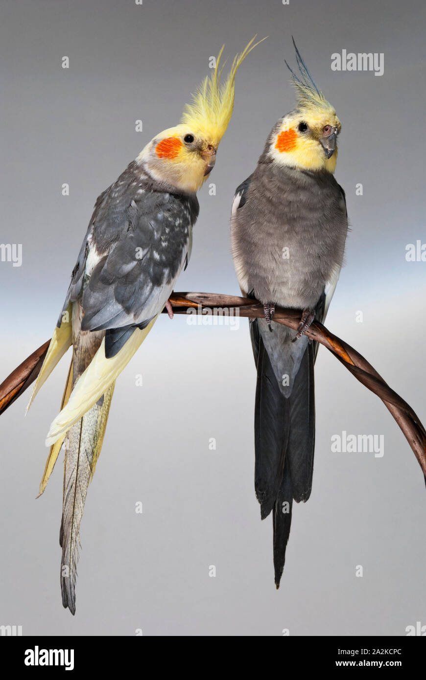 Cockatiels hi-res stock photography and images - Alamy