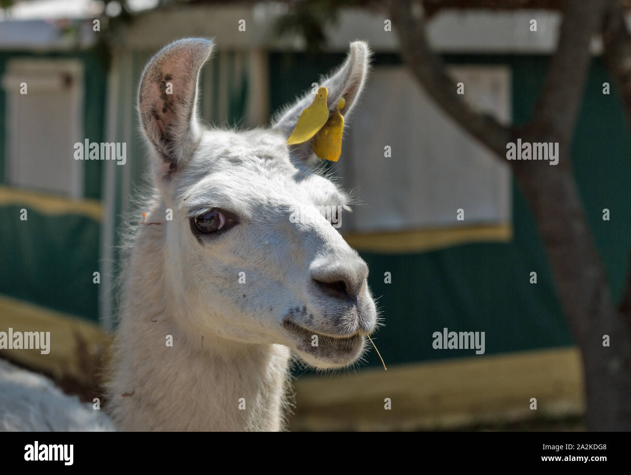 White single adult llama closeup on Corsica island, France Stock Photo ...