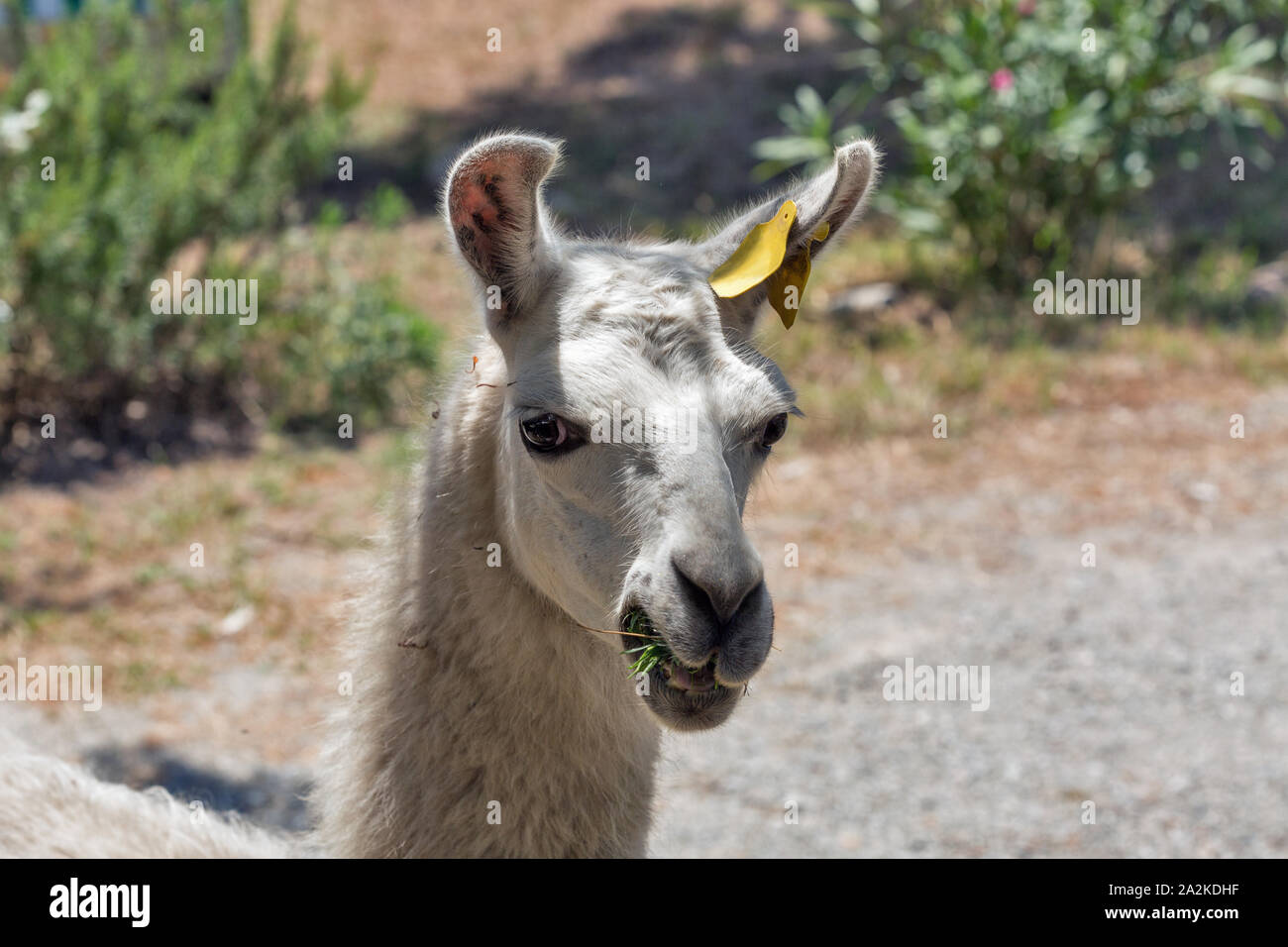 White single adult llama closeup on Corsica island, France Stock Photo ...