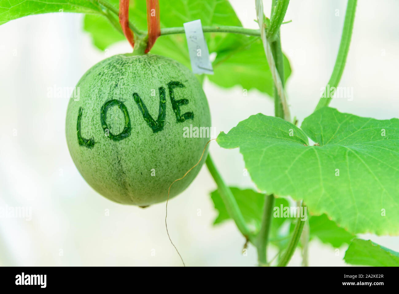Write the Love word to fresh melon Stock Photo - Alamy
