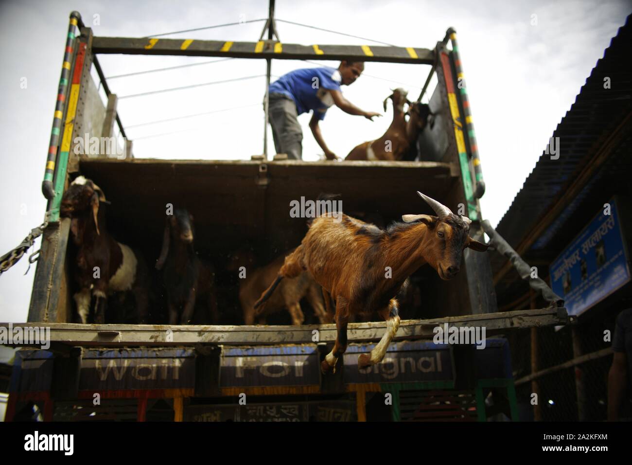 Kathmandu. 3rd Oct, 2019. A vendor unloads goats from a vehicle to sell ...