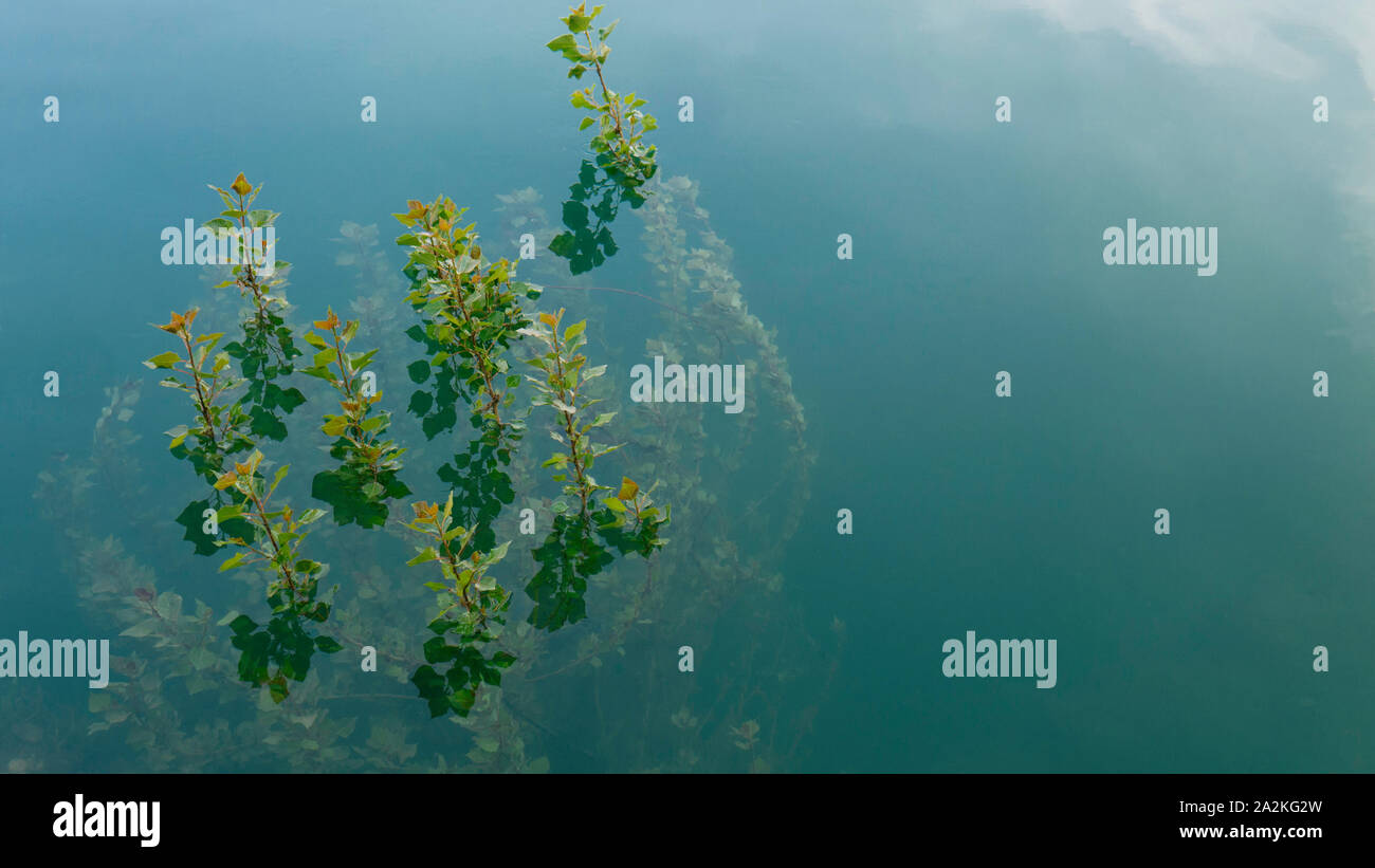 Tree after a devastating flood - pouring of the river Stock Photo - Alamy