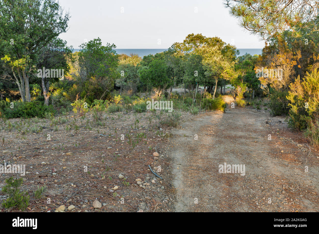 Corsica island Ligurian sea and forest summer landscape, France Stock ...