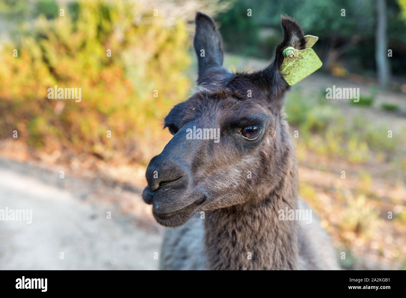 Blackl single adult llama closeup on Corsica island, France Stock Photo ...