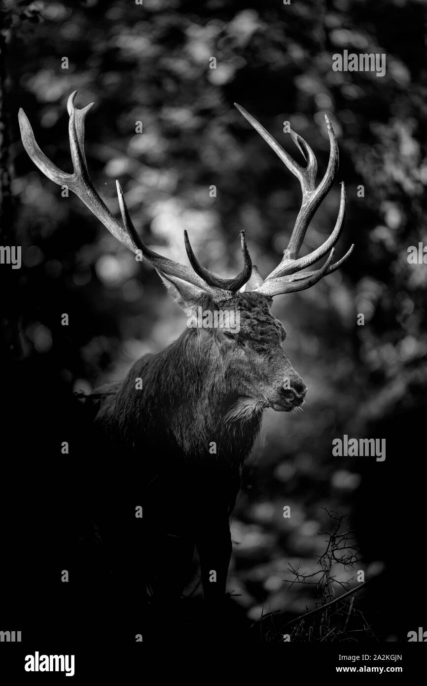 Red deer national park Black and White Stock Photos & Images - Alamy