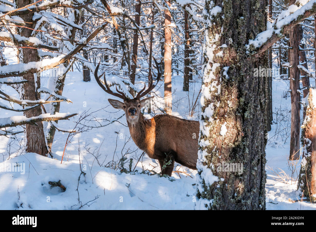A red deer in the forest in winter Stock Photo - Alamy