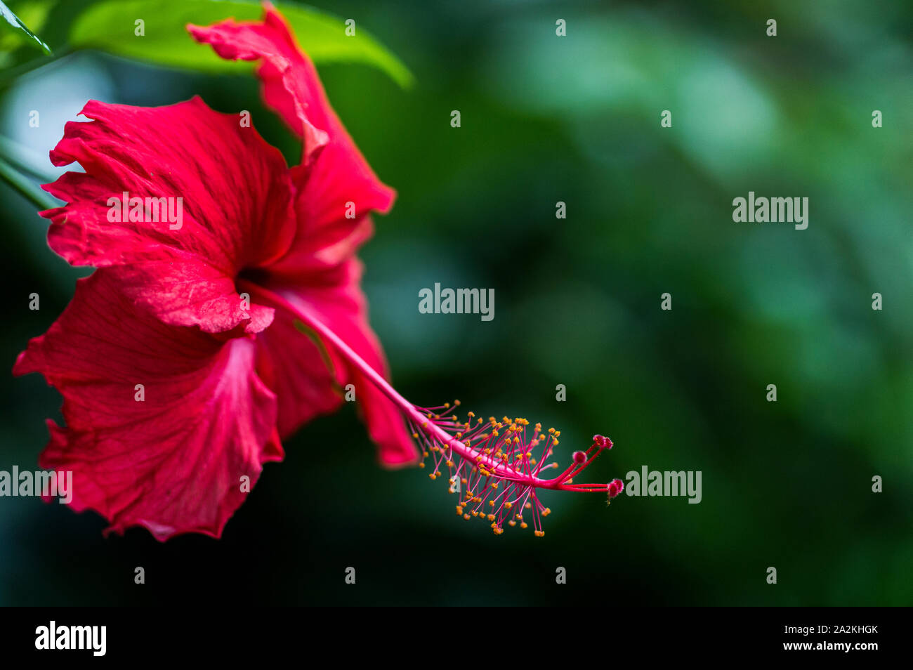 Red Chinese Hibiscus Flower (Hibiscus Rosa-Sinensis Stock Photo - Alamy
