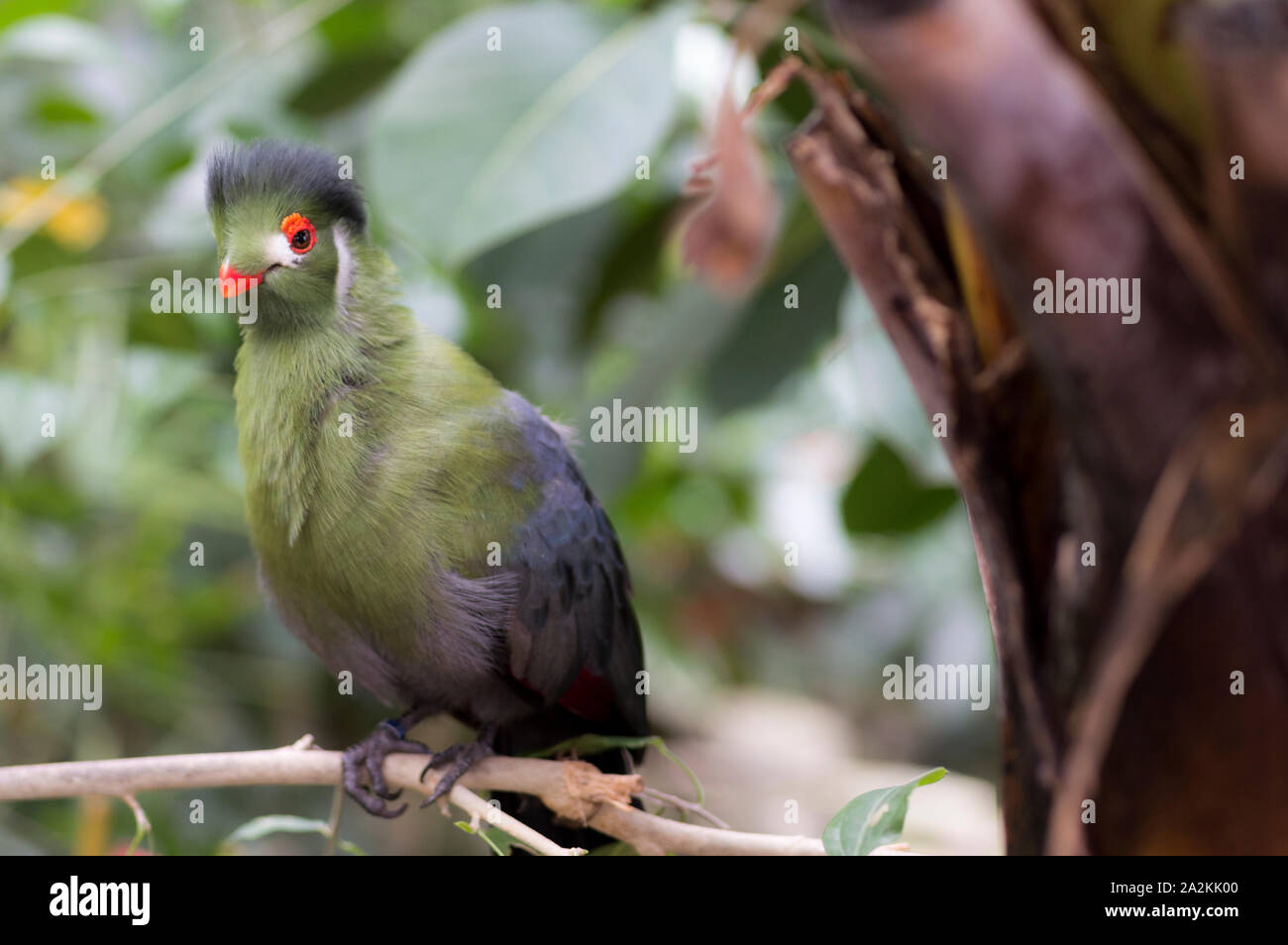 West African Green or Guinea Turaco (Tauraco persa Stock Photo - Alamy