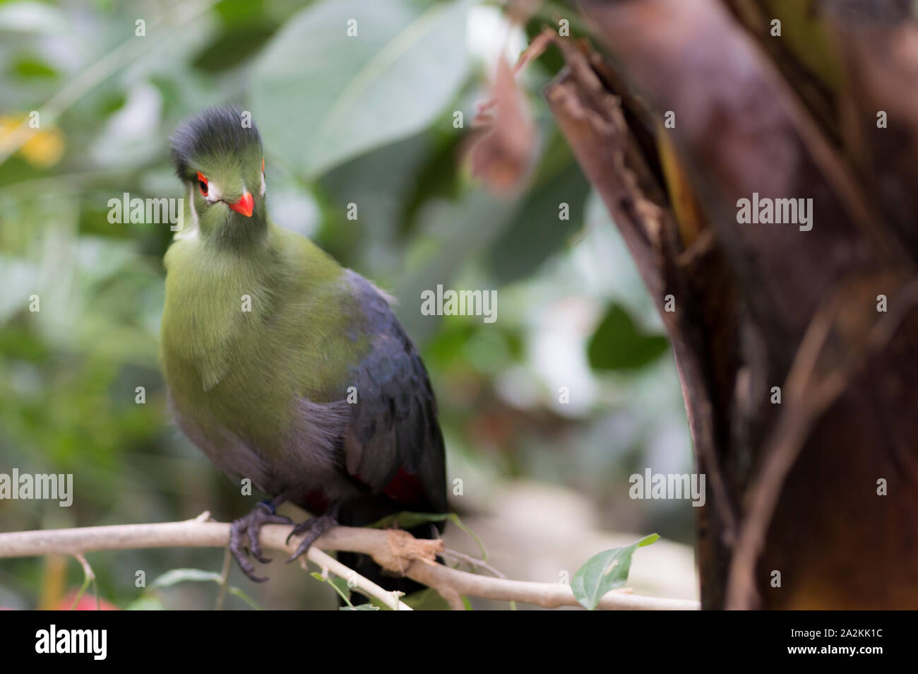 West african green turaco head hi-res stock photography and images - Alamy