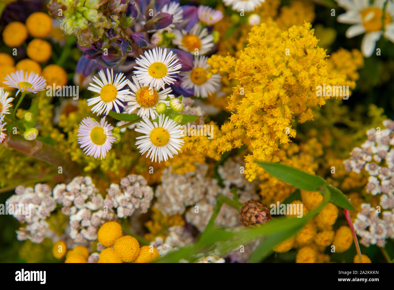 Bright background of colorful autumn wildflowers and leaves Stock Photo ...