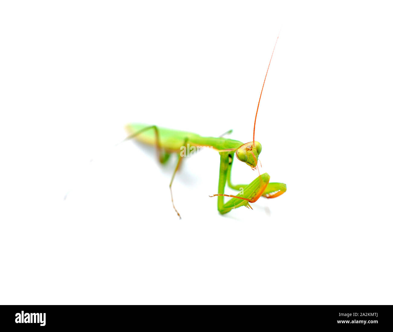 Insect praying mantis close up Cut Out Stock Images & Pictures - Alamy