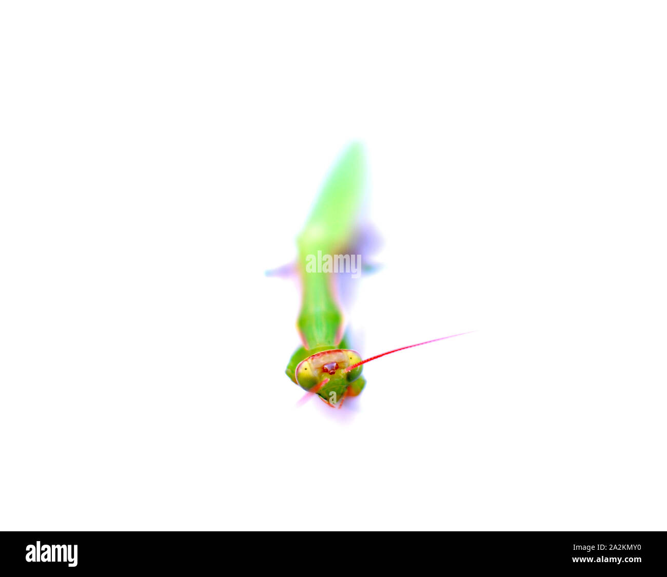 Species of praying mantis Cut Out Stock Images & Pictures - Alamy