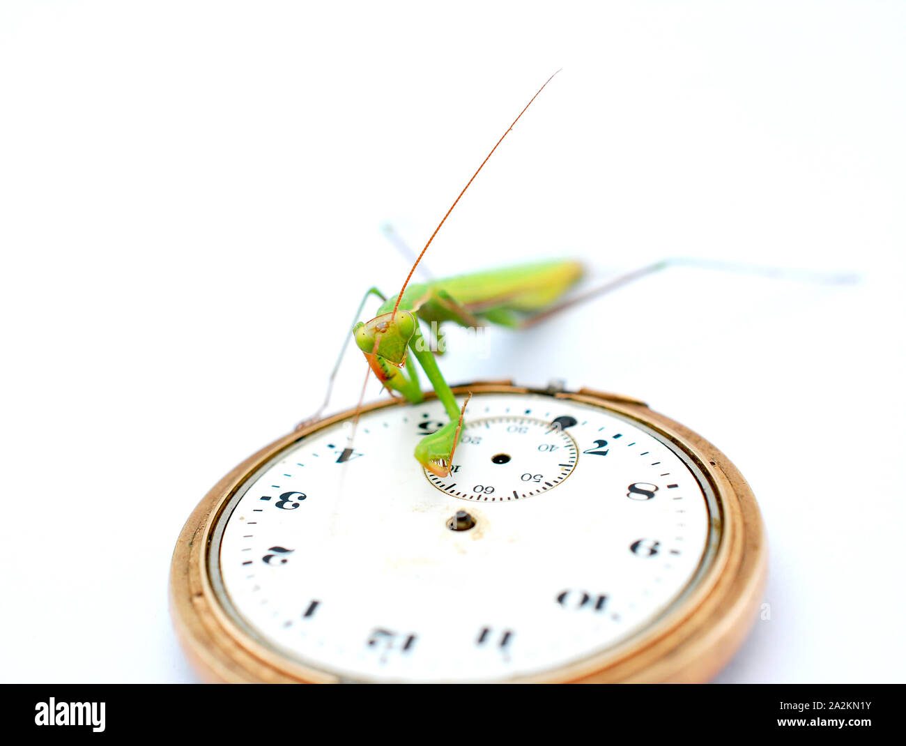 praying mantis on a vintage clock , shallow dof Stock Photo - Alamy