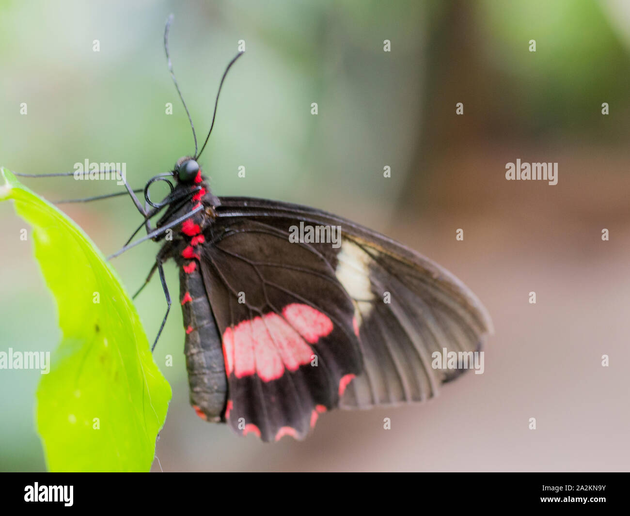 Cattleheart hi-res stock photography and images - Alamy