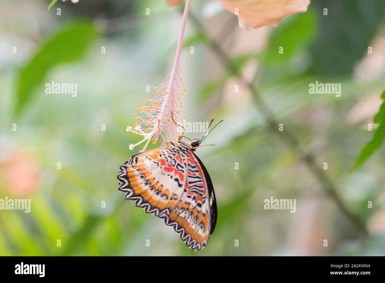 Red lacewing butterfly (Cethosia Biblis) on Hibiscus flower Stock Photo ...