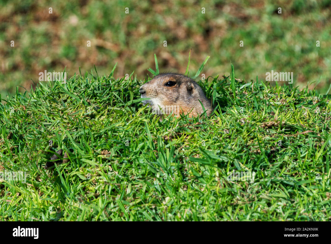 Prairie dog burrow underground hi-res stock photography and images - Alamy