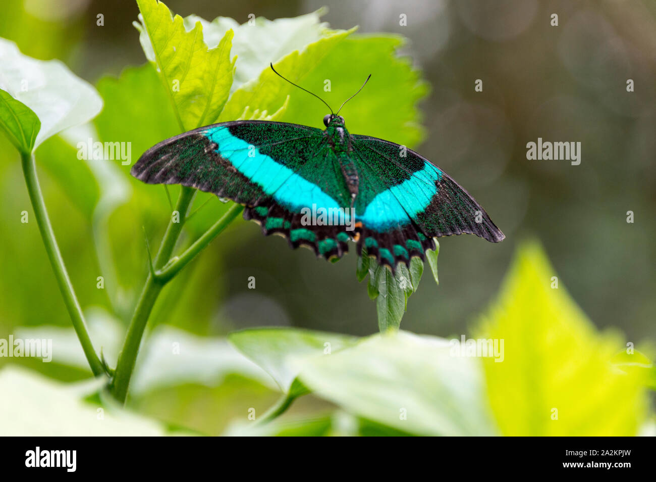 Emerald Swallowtail butterfly (Papilio palinurus Stock Photo - Alamy
