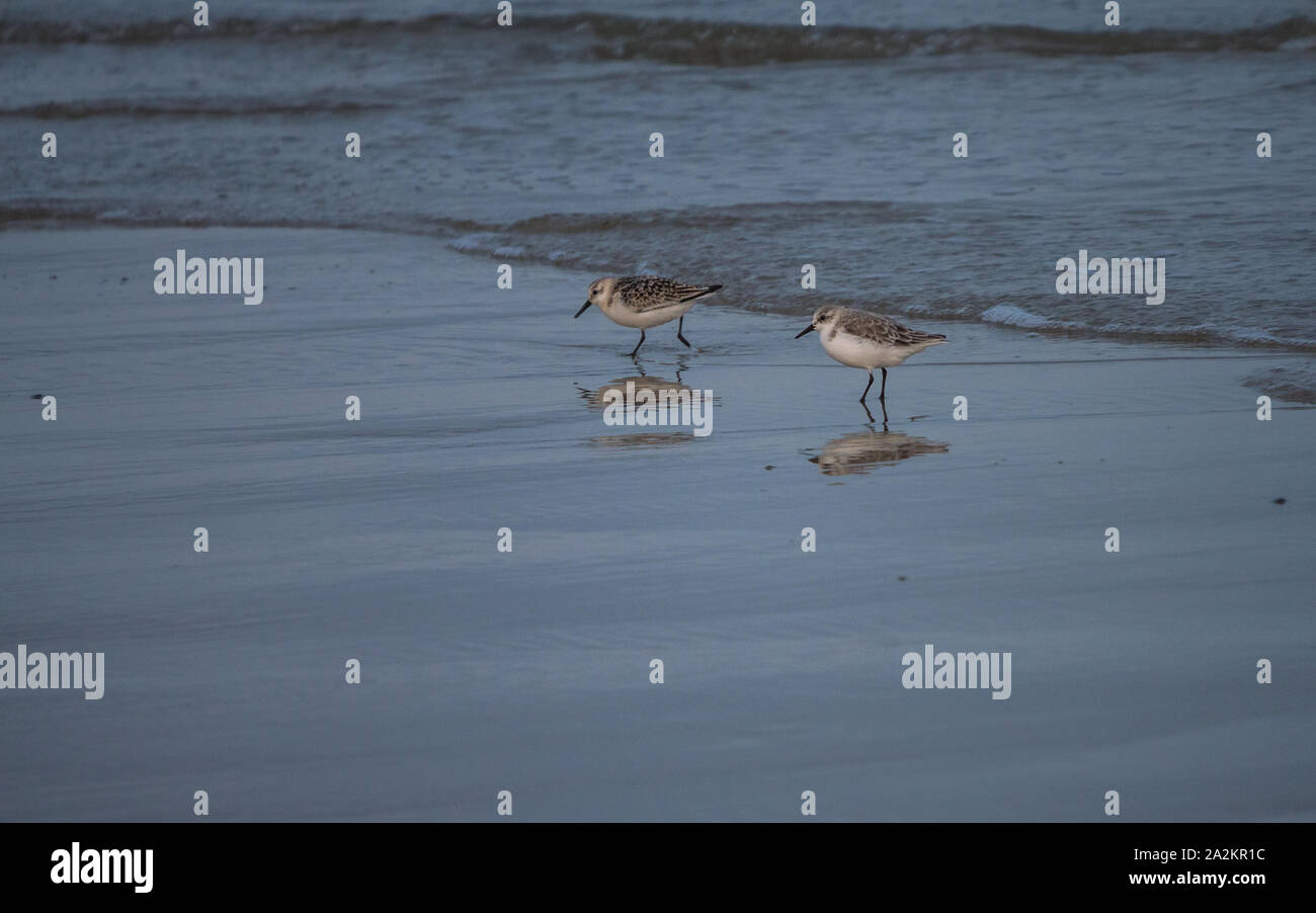 Two small beach plover birds along Dutch coast Stock Photo - Alamy