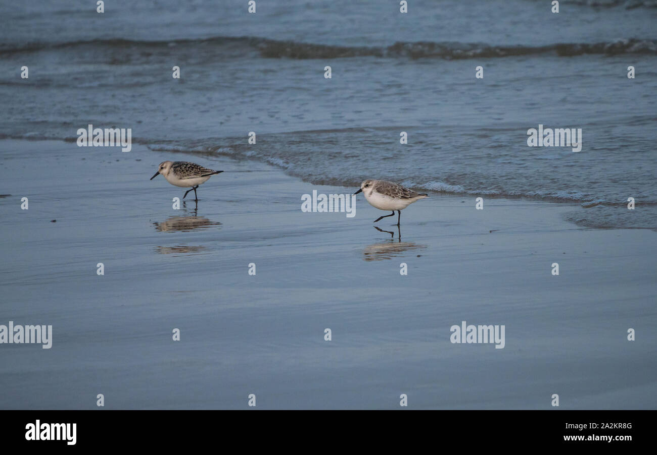 Two small beach plover birds along Dutch coast Stock Photo - Alamy