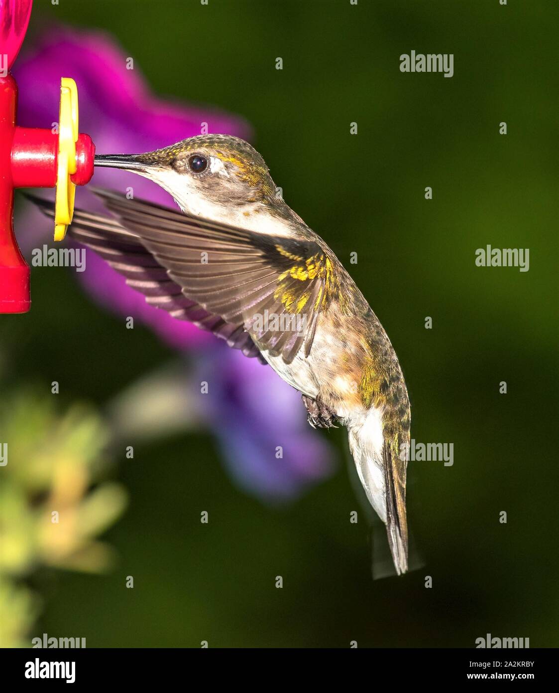 Hummingbird wings speed hi-res stock photography and images - Alamy