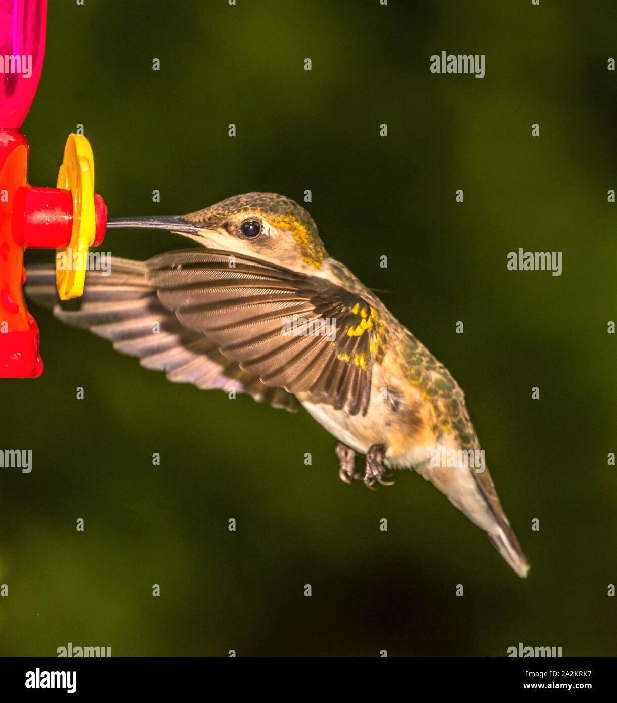 Hummingbird heartbeat hi-res stock photography and images - Alamy