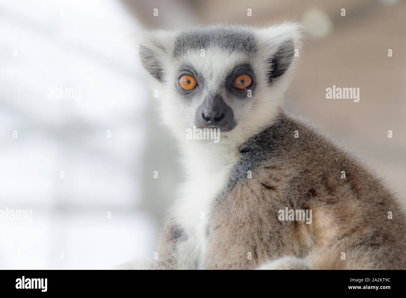 Lemur face close up hi-res stock photography and images - Alamy