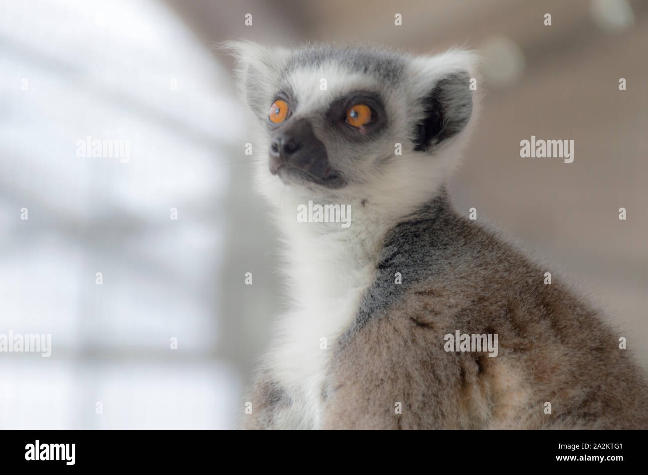 Lemur catta snout hi-res stock photography and images - Alamy