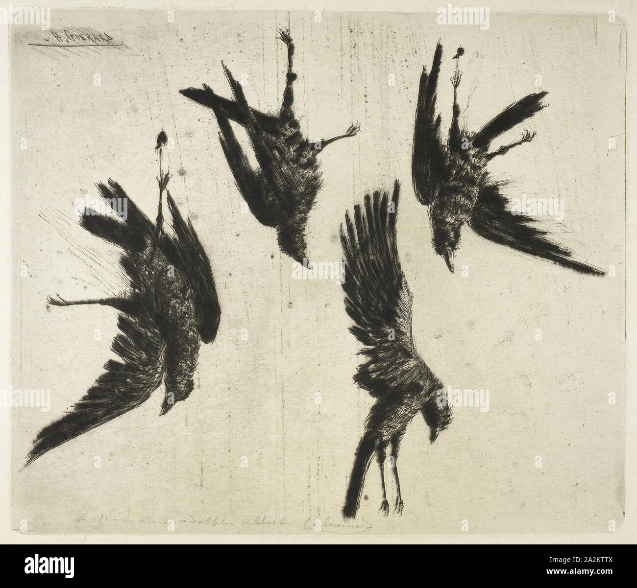 Four dead ravens hi-res stock photography and images - Alamy