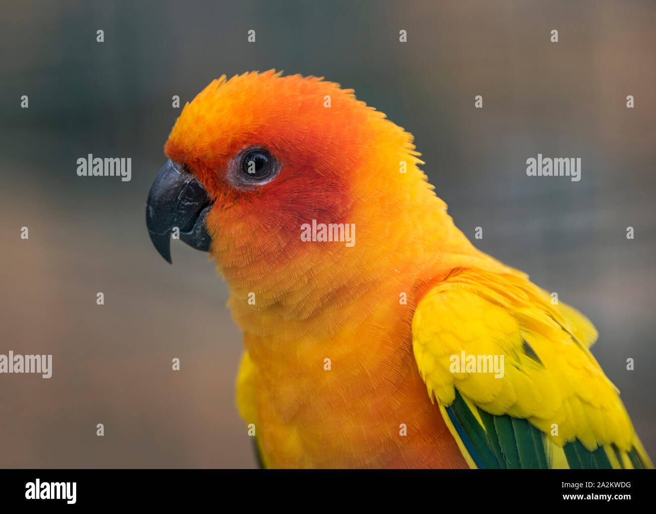 Sun conure parrot profile closeup Stock Photo - Alamy