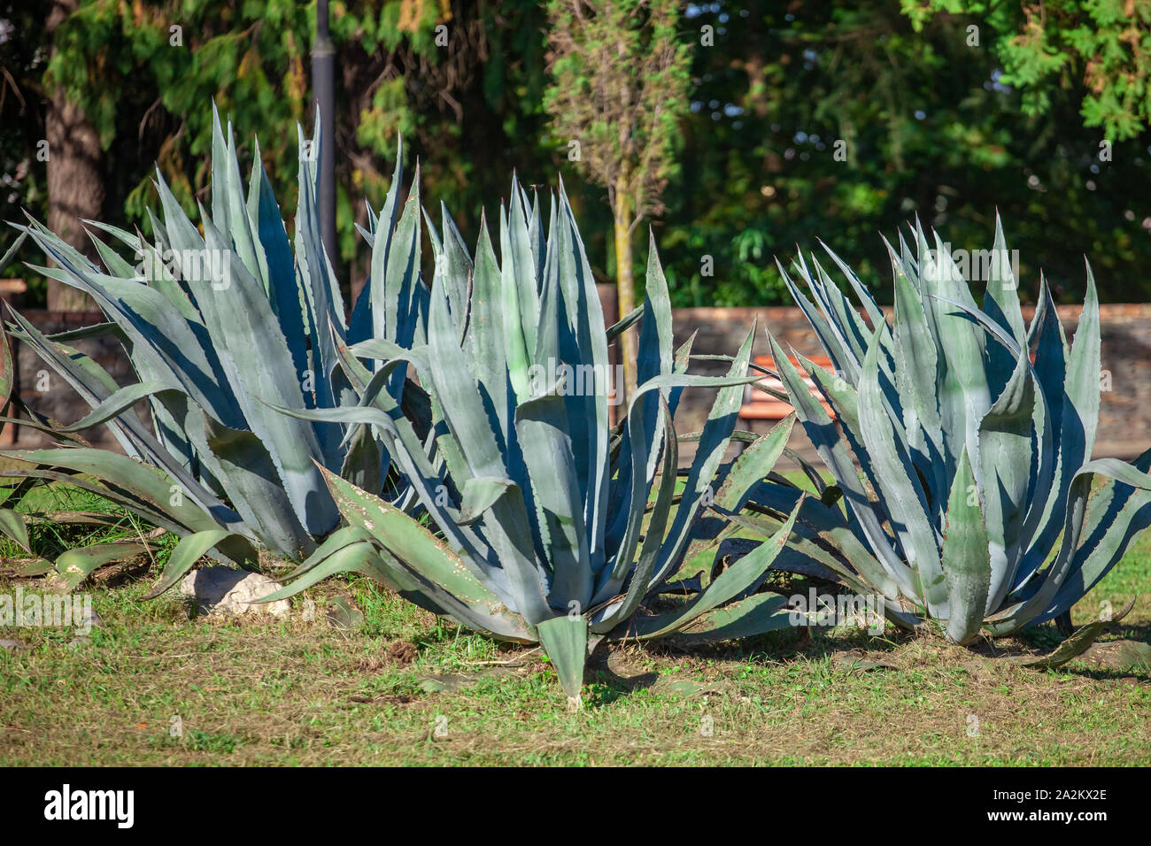 Agave plant in the Zugdidi park of Dadiani. Georgia. Landscape design ...