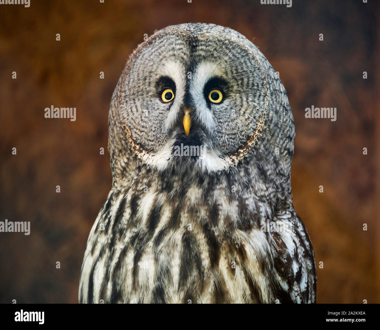 Closeup owl hi-res stock photography and images - Alamy
